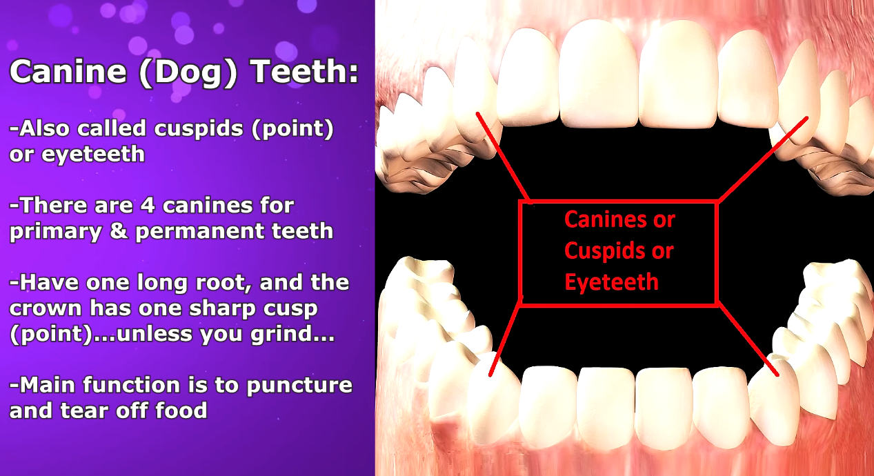 Canine Teeth: Function, Care, Common Concerns & More