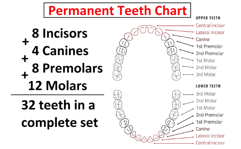 Canine Teeth: Function, Care, Common Concerns & More